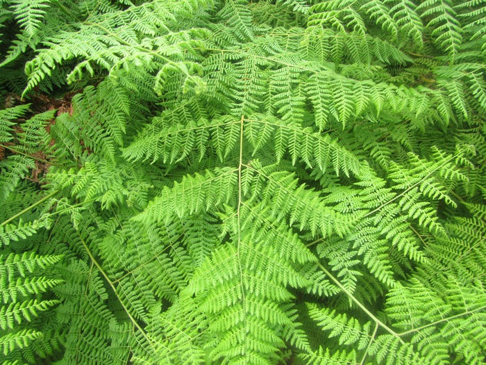 Outeniekwa/Harkerville-staptoer: die Tuinroete te voet - LekkeSlaap Blog